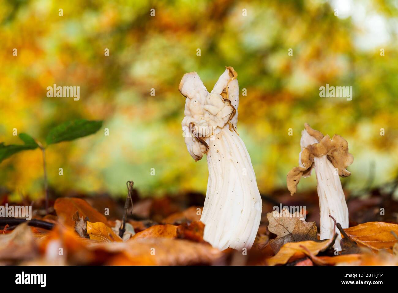 Helvella Crispa, commonly known as elfin saddles, in the autumn forest ...