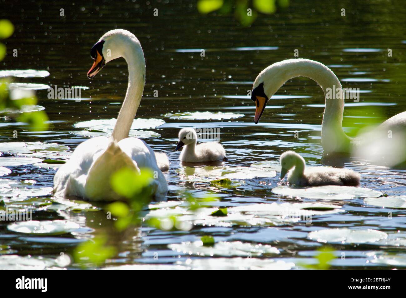Wimbledon common with bird hi-res stock photography and images - Alamy
