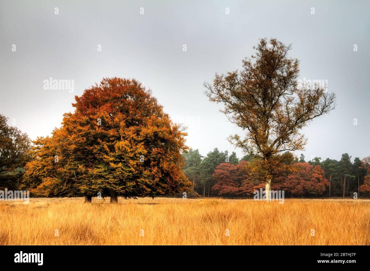 Beautiful autumn forest in national park 'De hoge Veluwe' in the ...