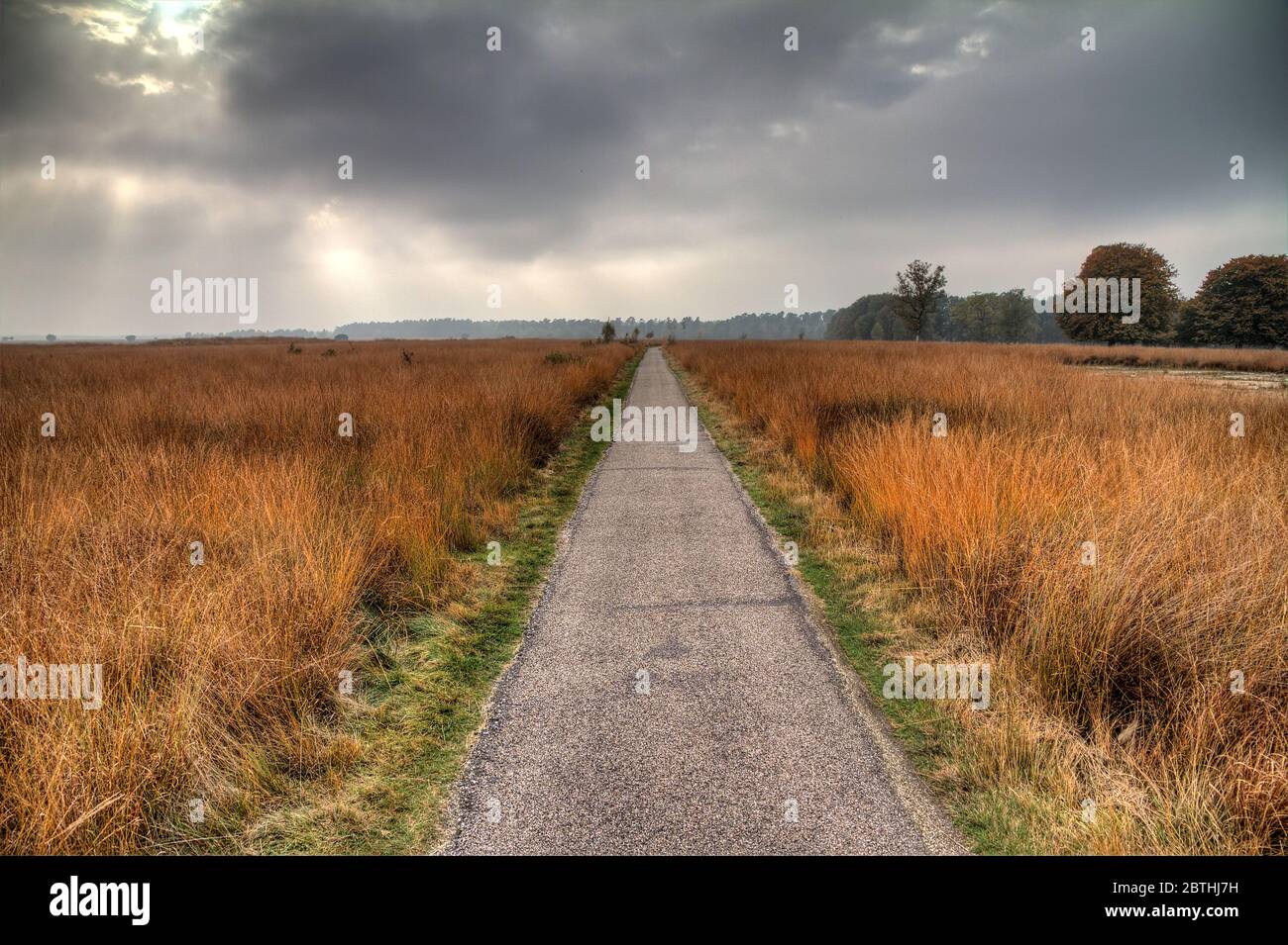 Beautiful autumn forest in national park 'De hoge Veluwe' in the ...