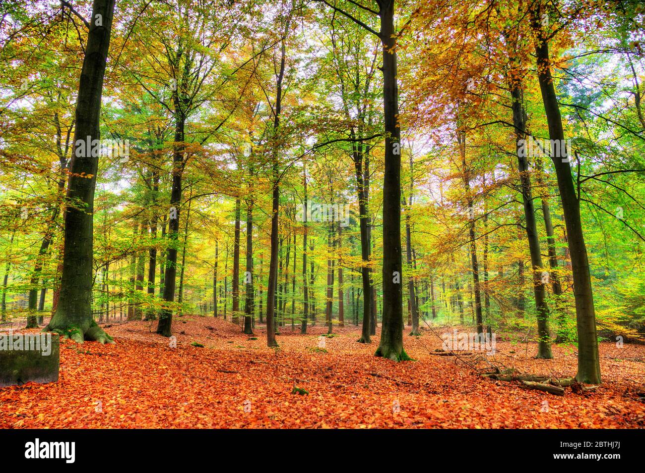 Beautiful autumn forest in national park 'De hoge Veluwe' in the ...