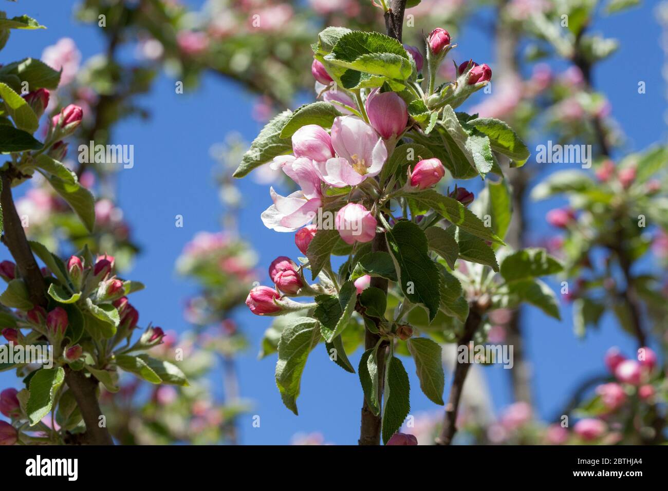 APPLE TREE flowering in spring Stock Photo - Alamy