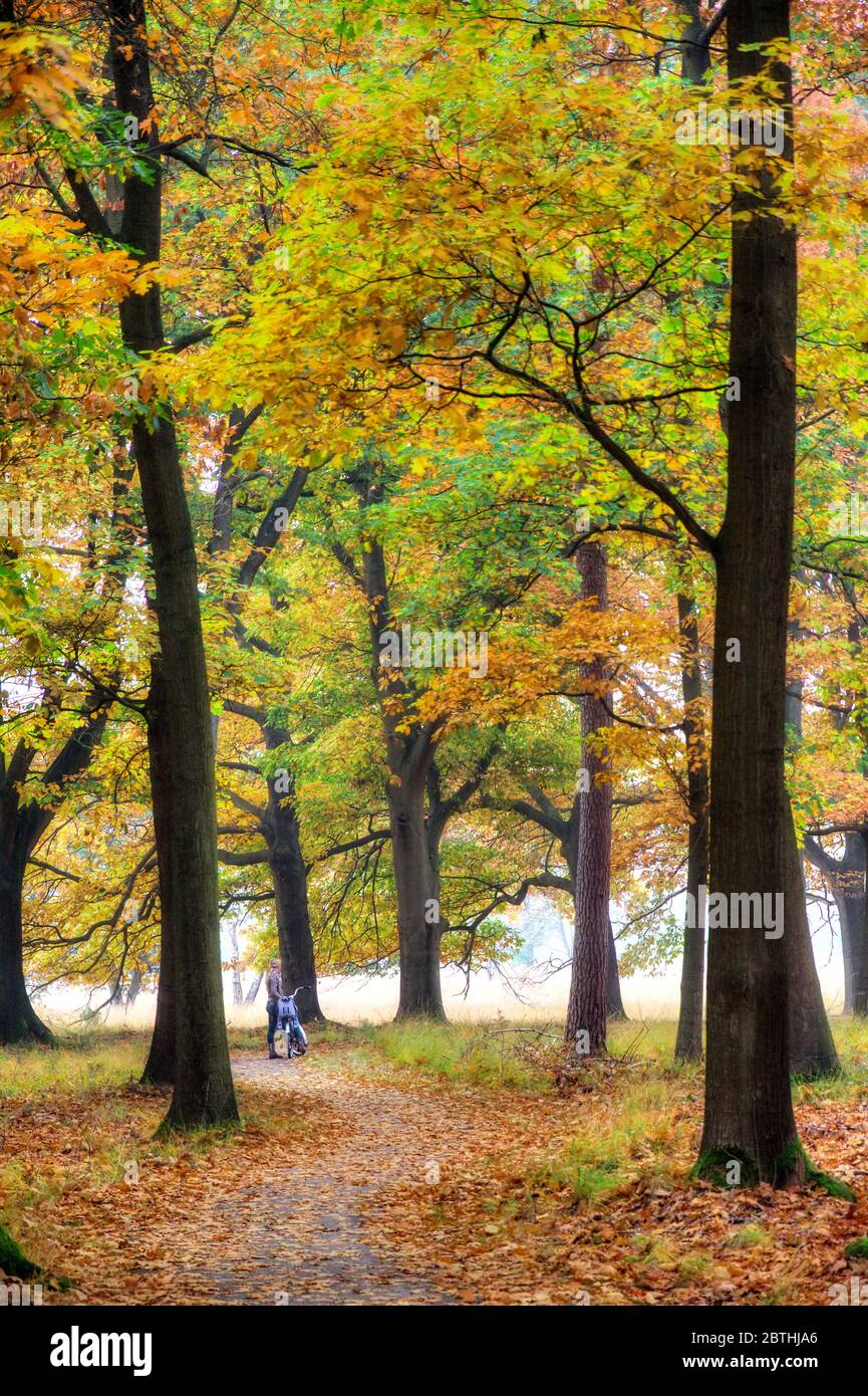 Beautiful autumn forest in national park 'De hoge Veluwe' in the ...