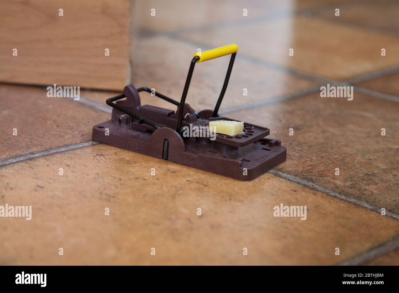 MOUSE TRAP with cheese Stock Photo - Alamy