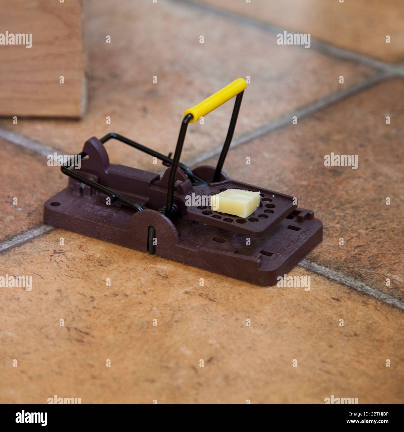 MOUSE TRAP with cheese Stock Photo - Alamy