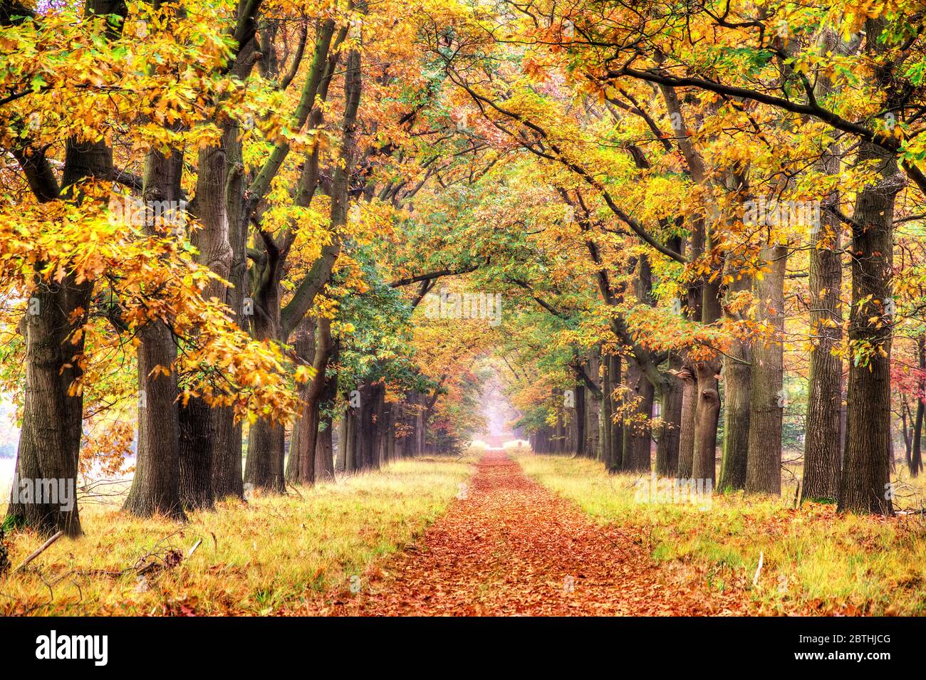 Beautiful autumn forest in national park 'De hoge Veluwe' in the ...