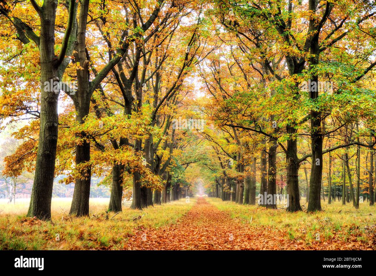 De hoge veluwe national park october hi-res stock photography and ...