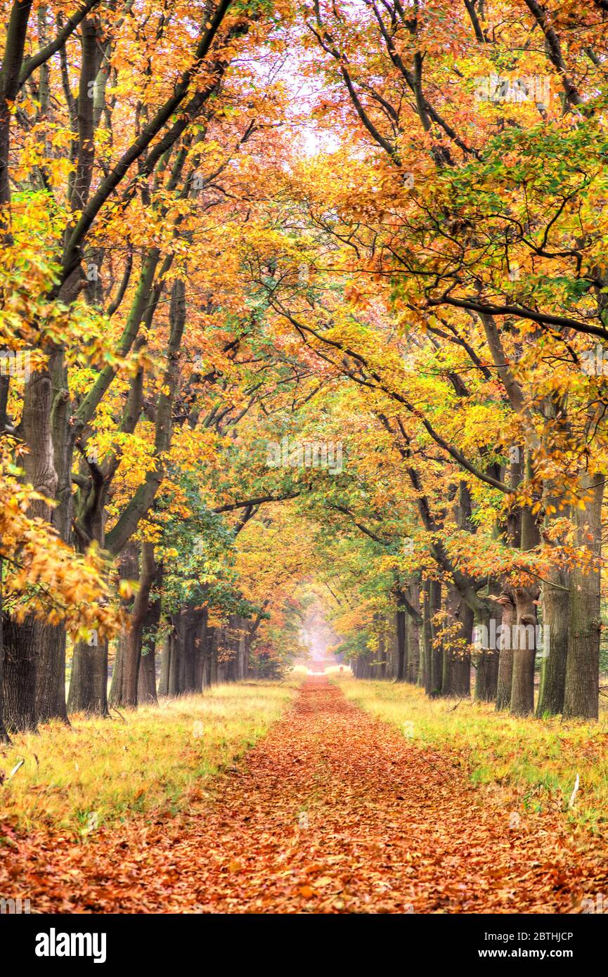 Beautiful autumn forest in national park 'De hoge Veluwe' in the ...