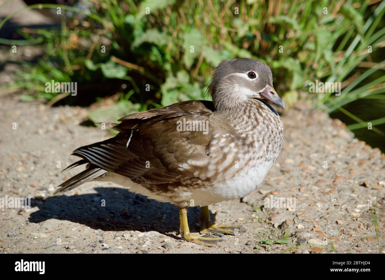 A mandarin duck resting at Queensmere Pond at Wimbledon Common, London ...