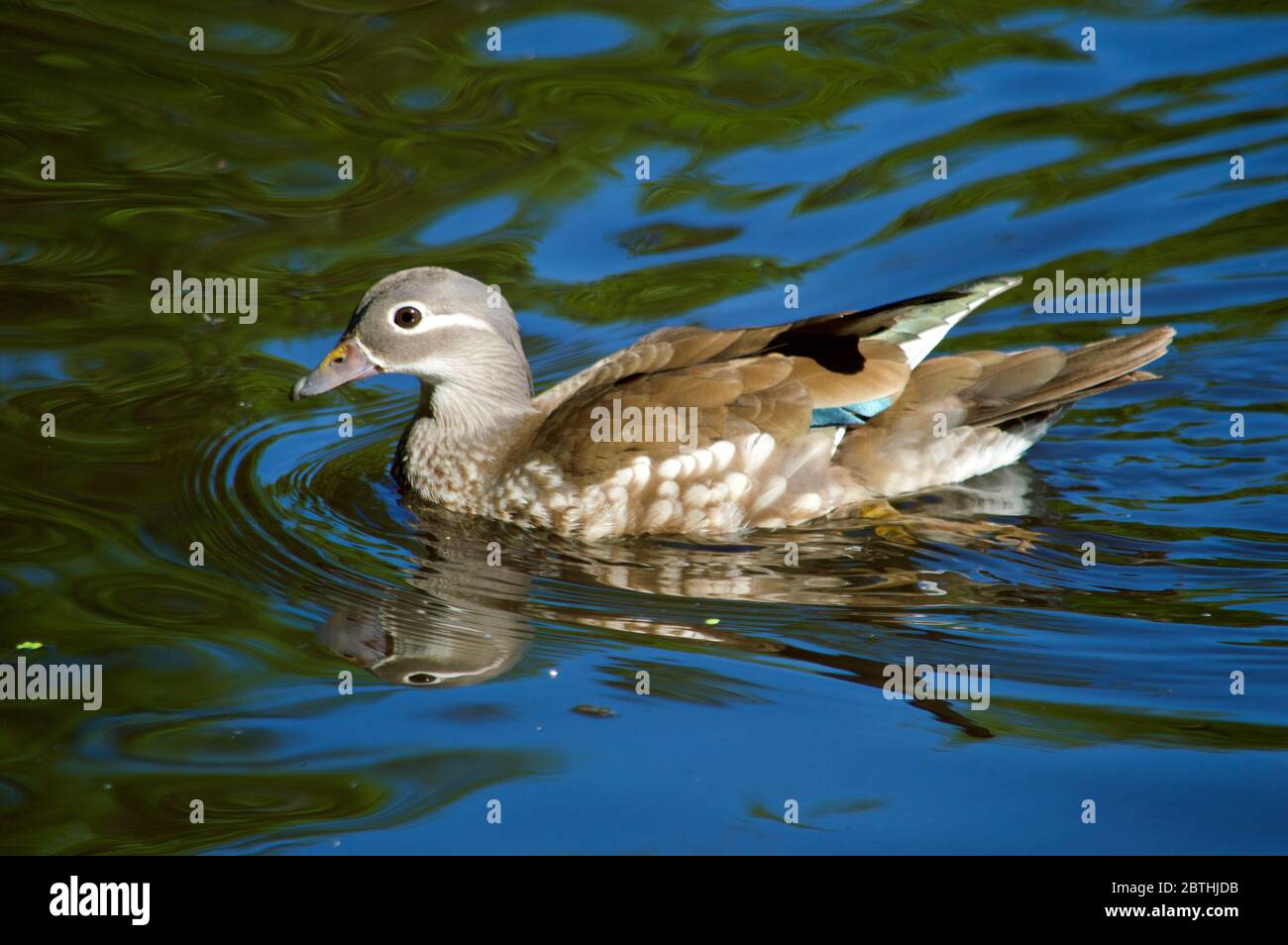 A mandarin duck swimming at Queensmere Pond at Wimbledon Common, London ...