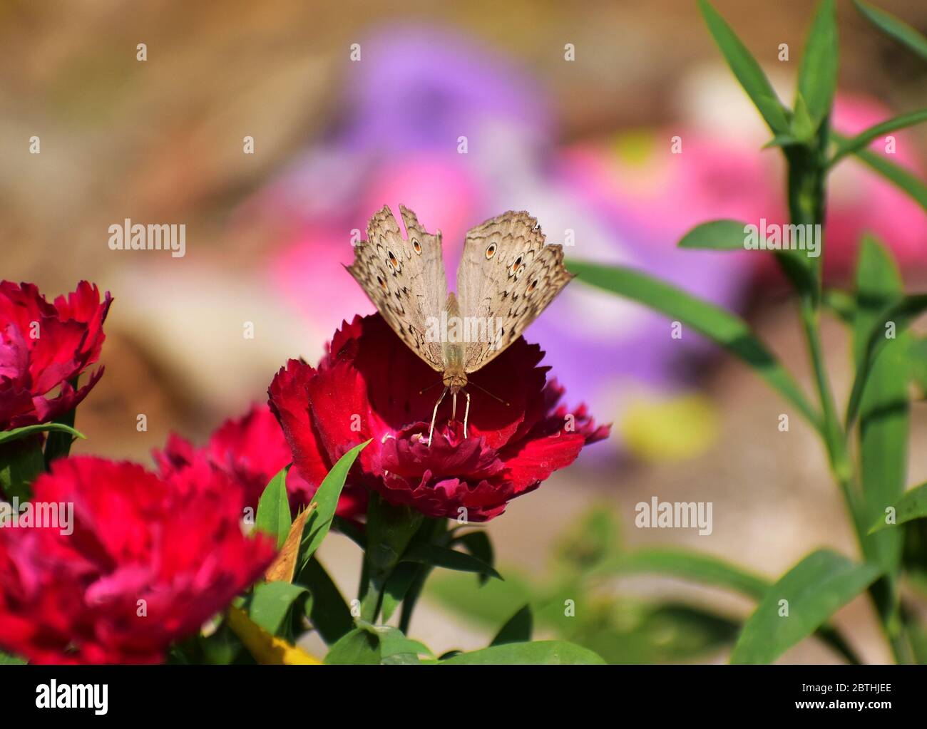 Beautiful butterflies on flowers hi-res stock photography and images ...