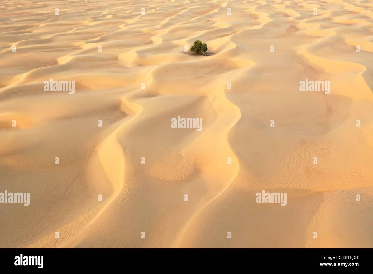 Aerial view of a fallen green tree in between sand dunes in a desert ...