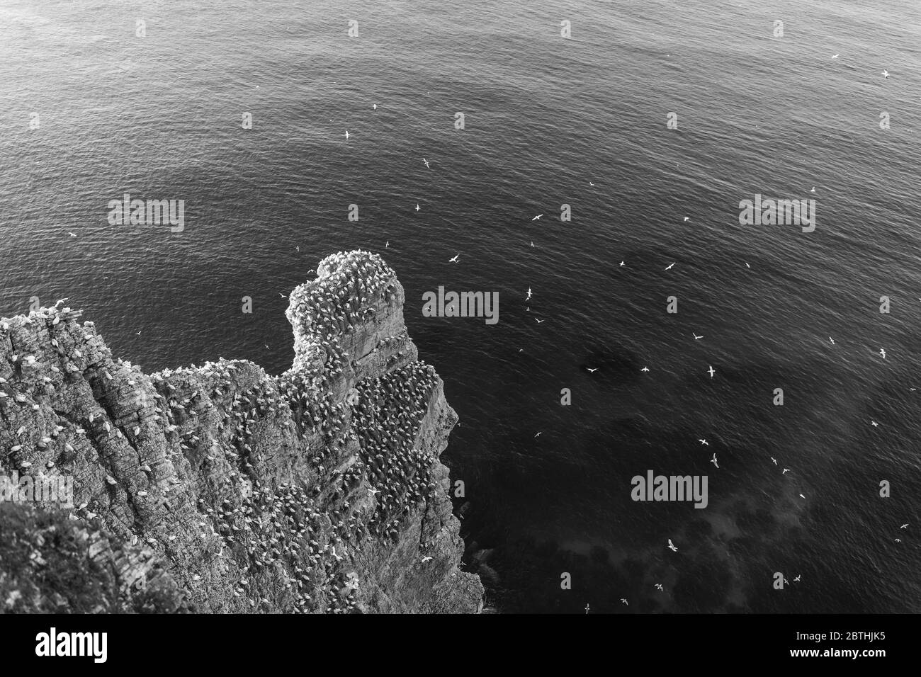 Sea bird colony bempton Black and White Stock Photos & Images - Alamy