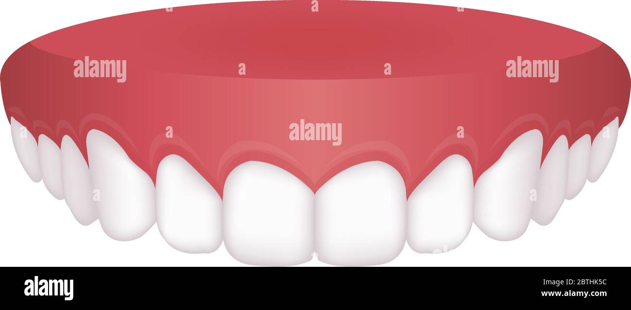Vector illustration of upper dentition (normal teeth Stock Vector Image ...