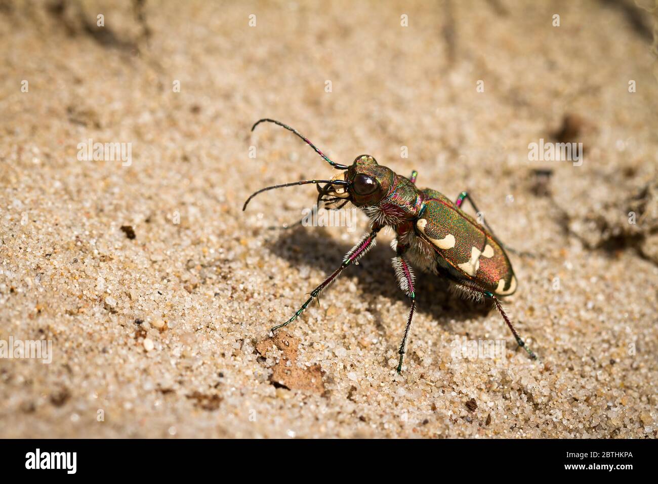Cicindela hybrida, also known as the northern dune tiger beetle Stock ...