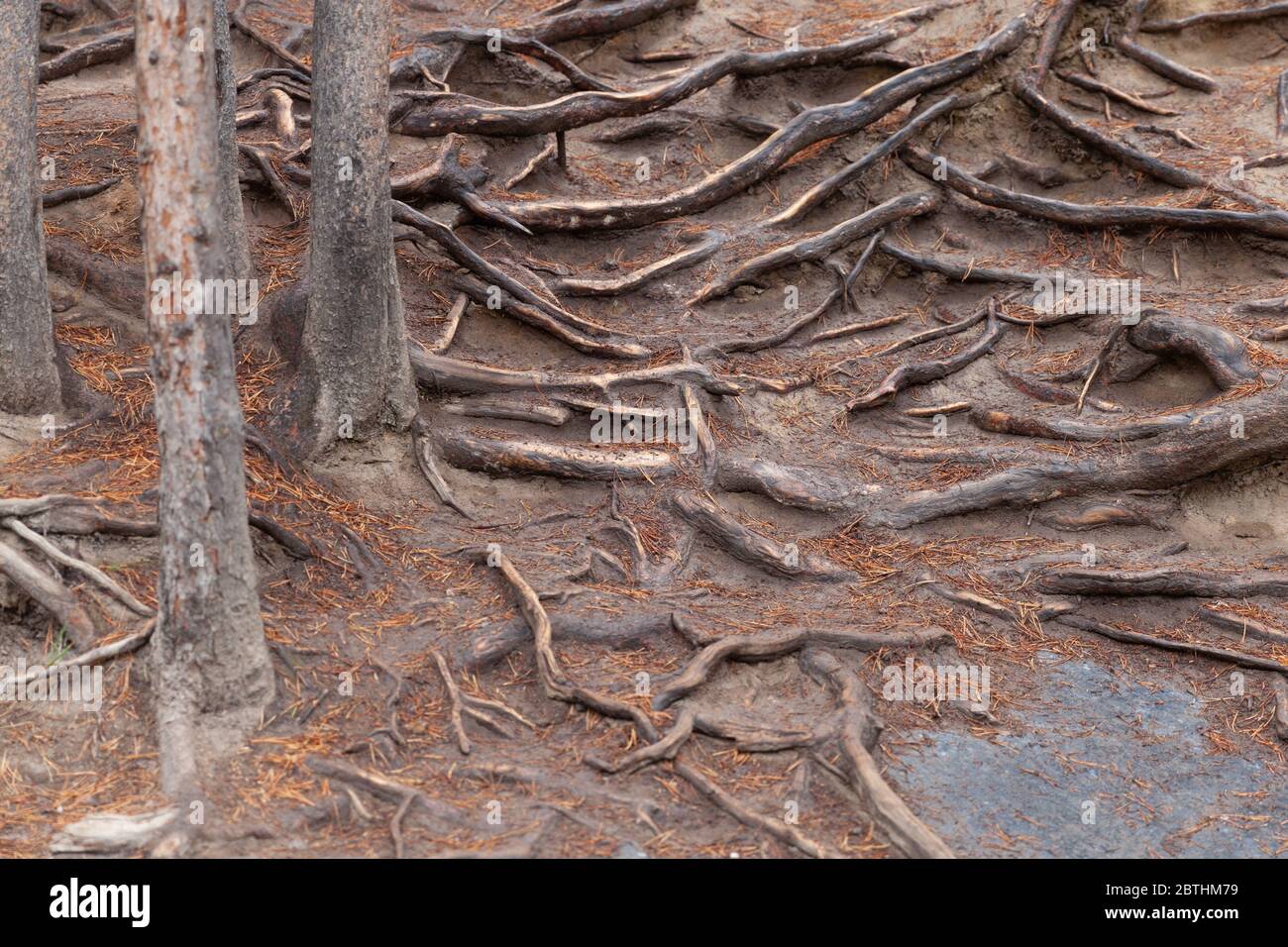 Peculiar pattern formed by tree roots Stock Photo - Alamy