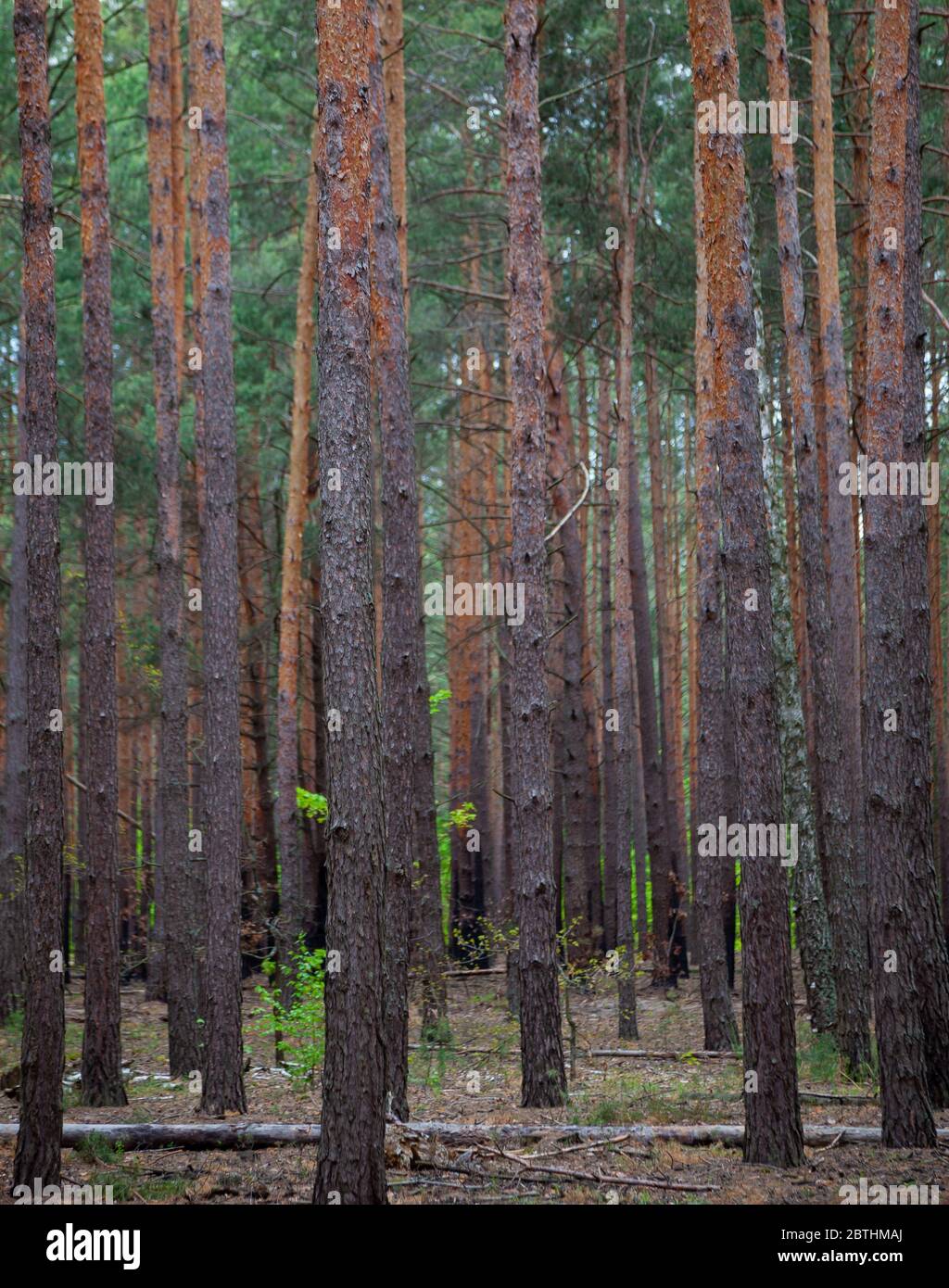 Dense pine forest. Trunks of ship pines. Tall conifers. Forest of ...