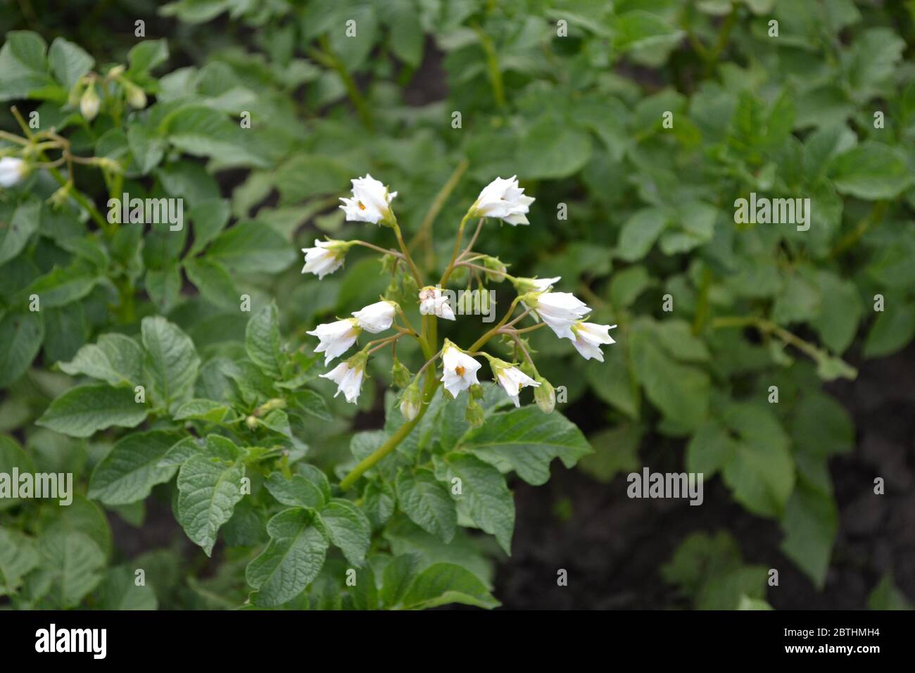 Field, farm, village, cultivated plants. Perennial plants. Potatoes ...