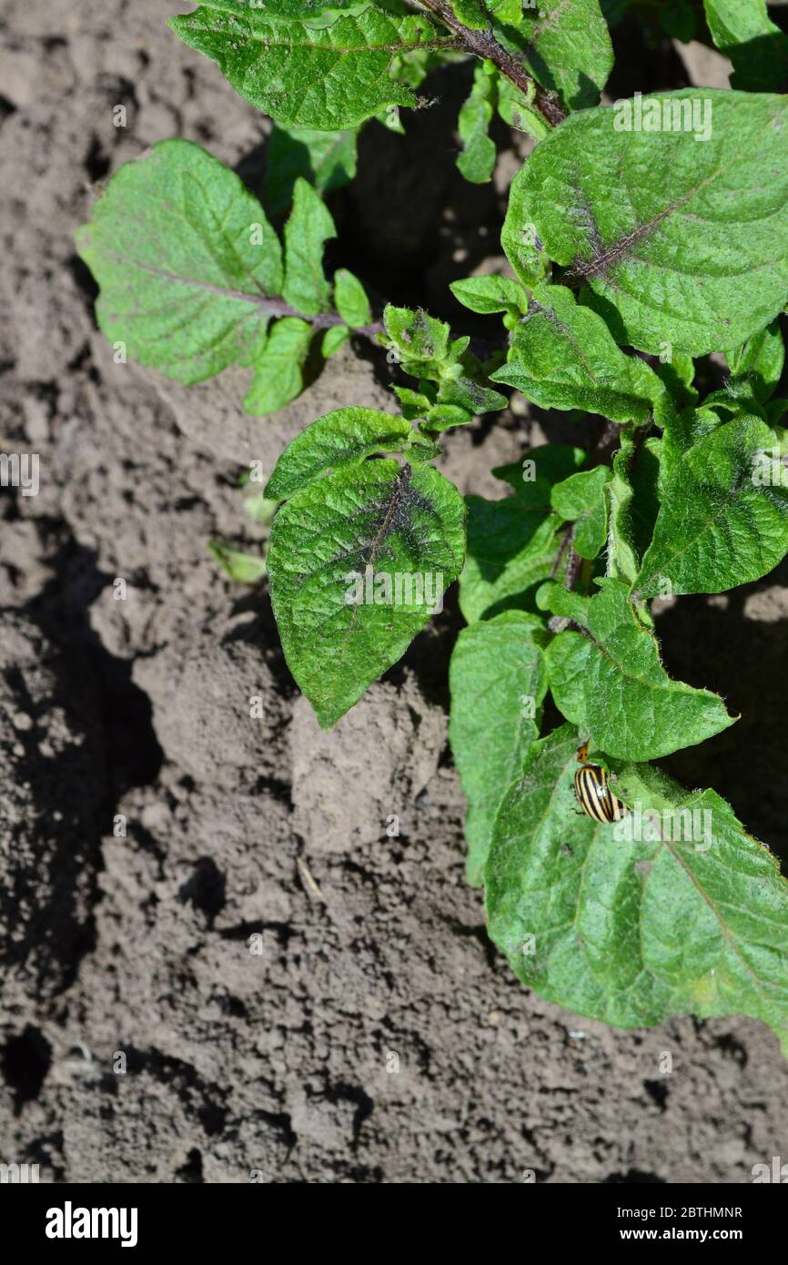 Type of perennial tuberiferous herbaceous plants of the genus Solanum ...