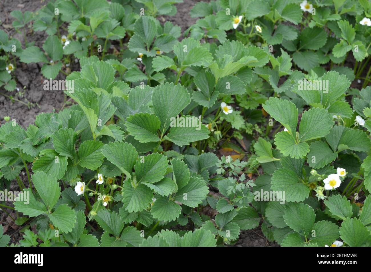 Sunny. Homemade plant. Green bushes, beautiful leaves. White strawberry ...
