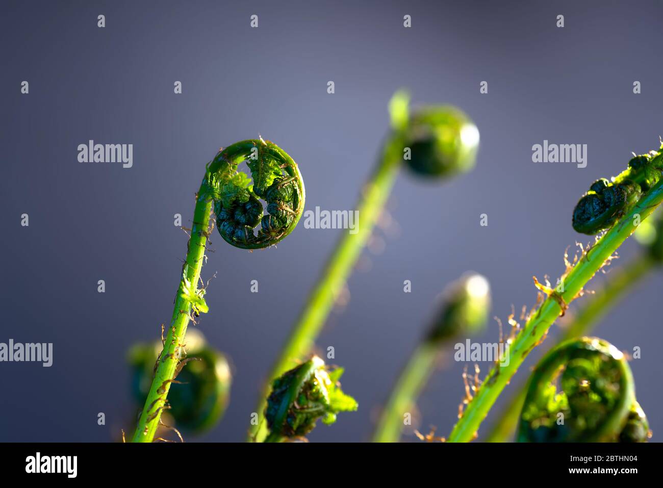 Young bracken shoots hi-res stock photography and images - Alamy