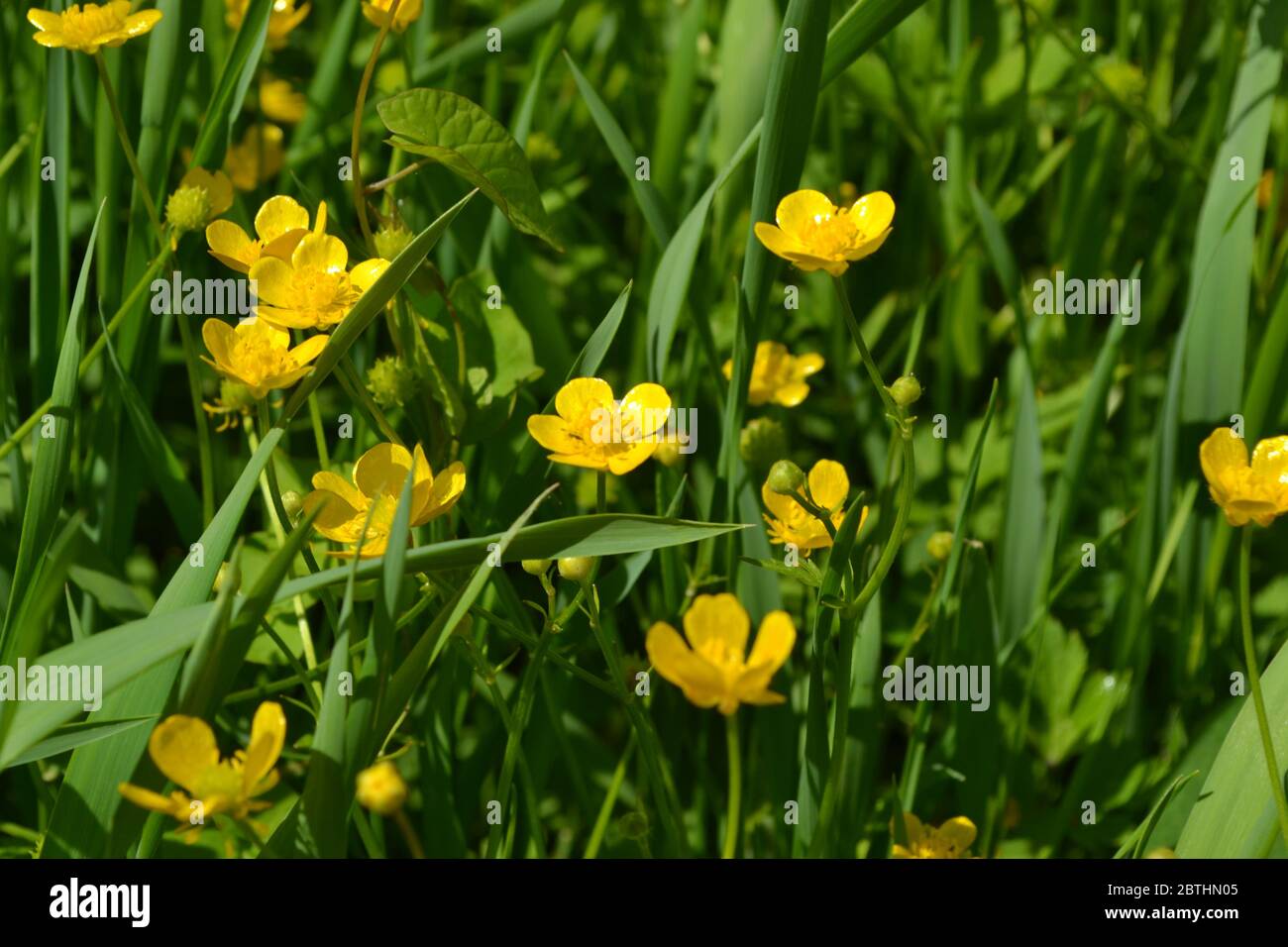 Common buttercup ranunculus arvensis hi-res stock photography and ...