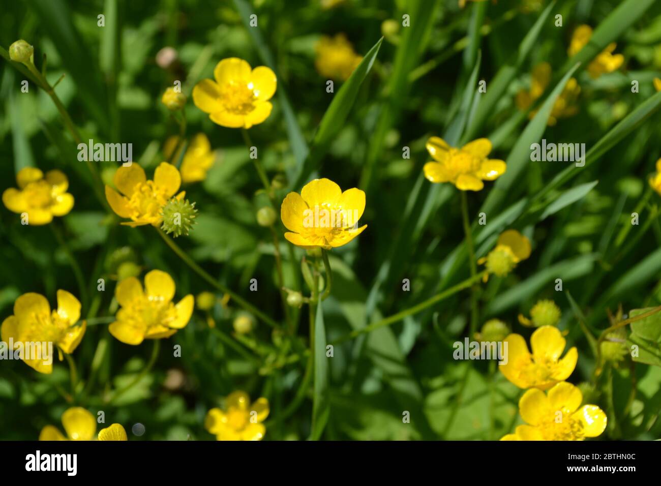 Buttercup caustic, common type of buttercups. Rannculus acris. Field ...