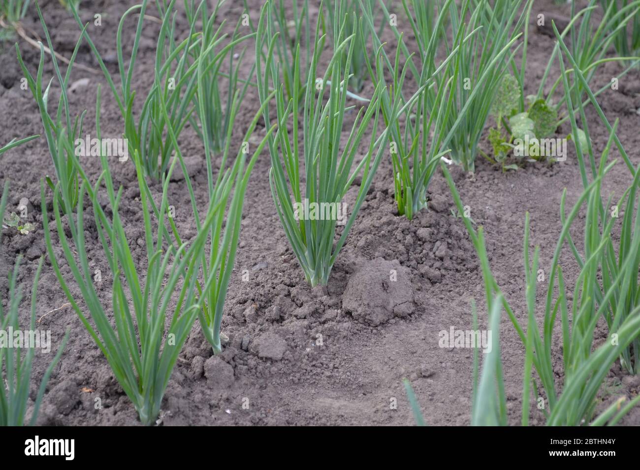 Allium sepa. Onion bulb, green sprouts on a black background. Spring ...