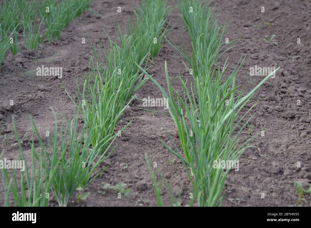 Allium sepa. Onion bulb, green sprouts on a black background. Spring ...