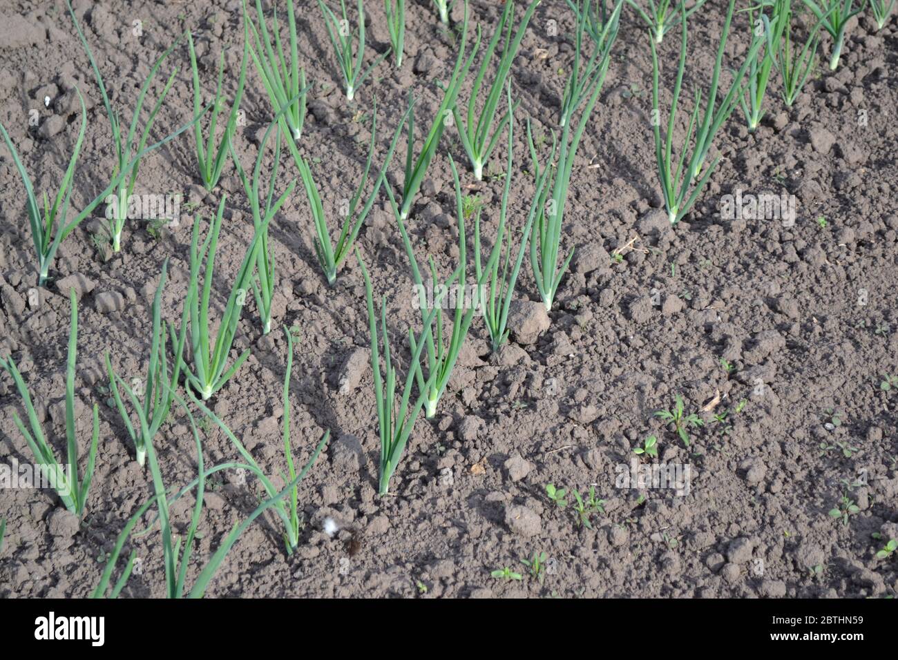 Allium sepa hi-res stock photography and images - Alamy