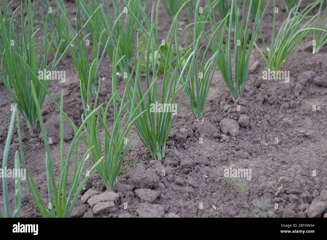 Allium sepa. Onion bulb, green sprouts on a black background. Spring ...