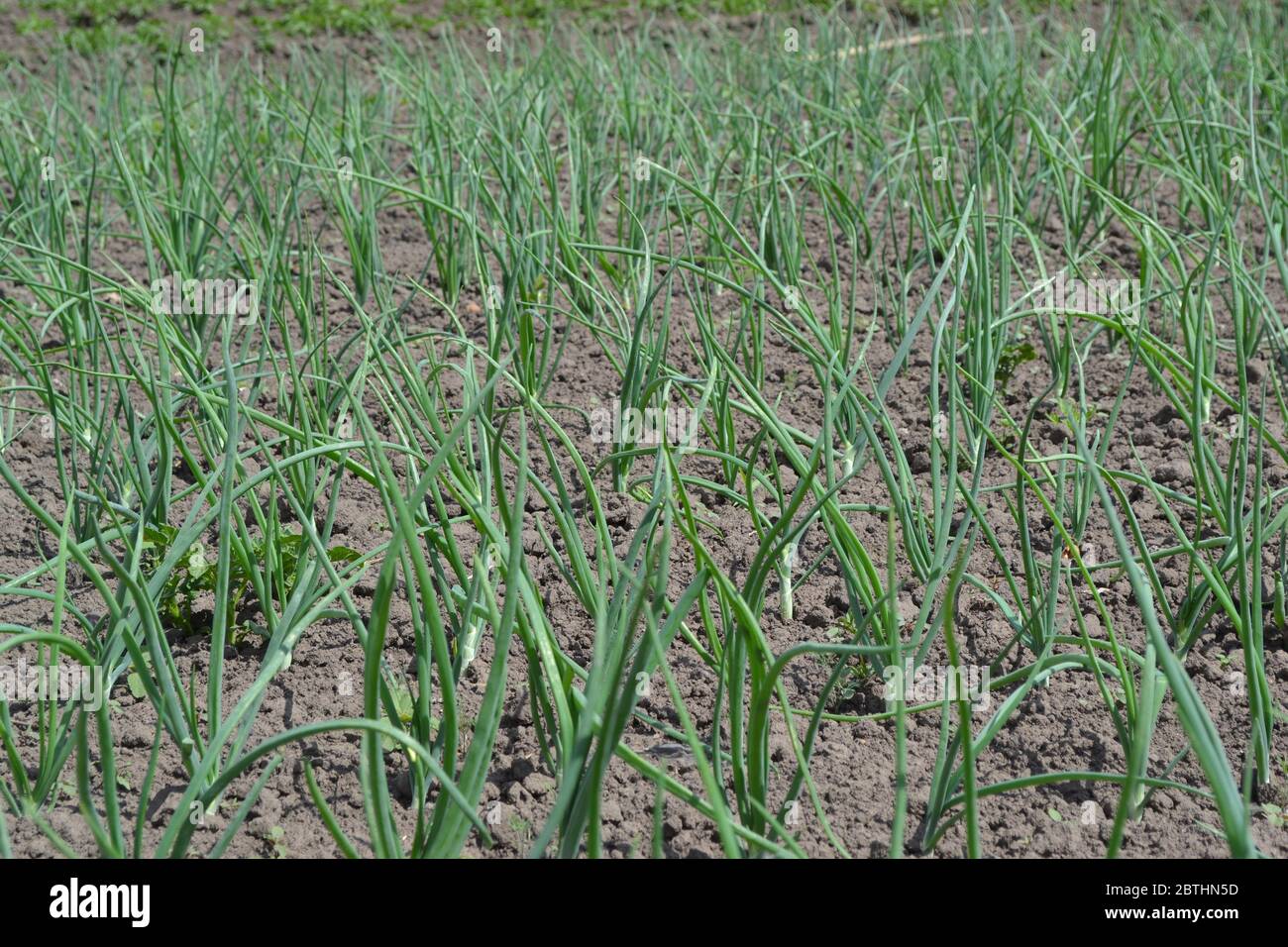 Onion bulb, green sprouts on a black background. Spring. Allium sepa ...