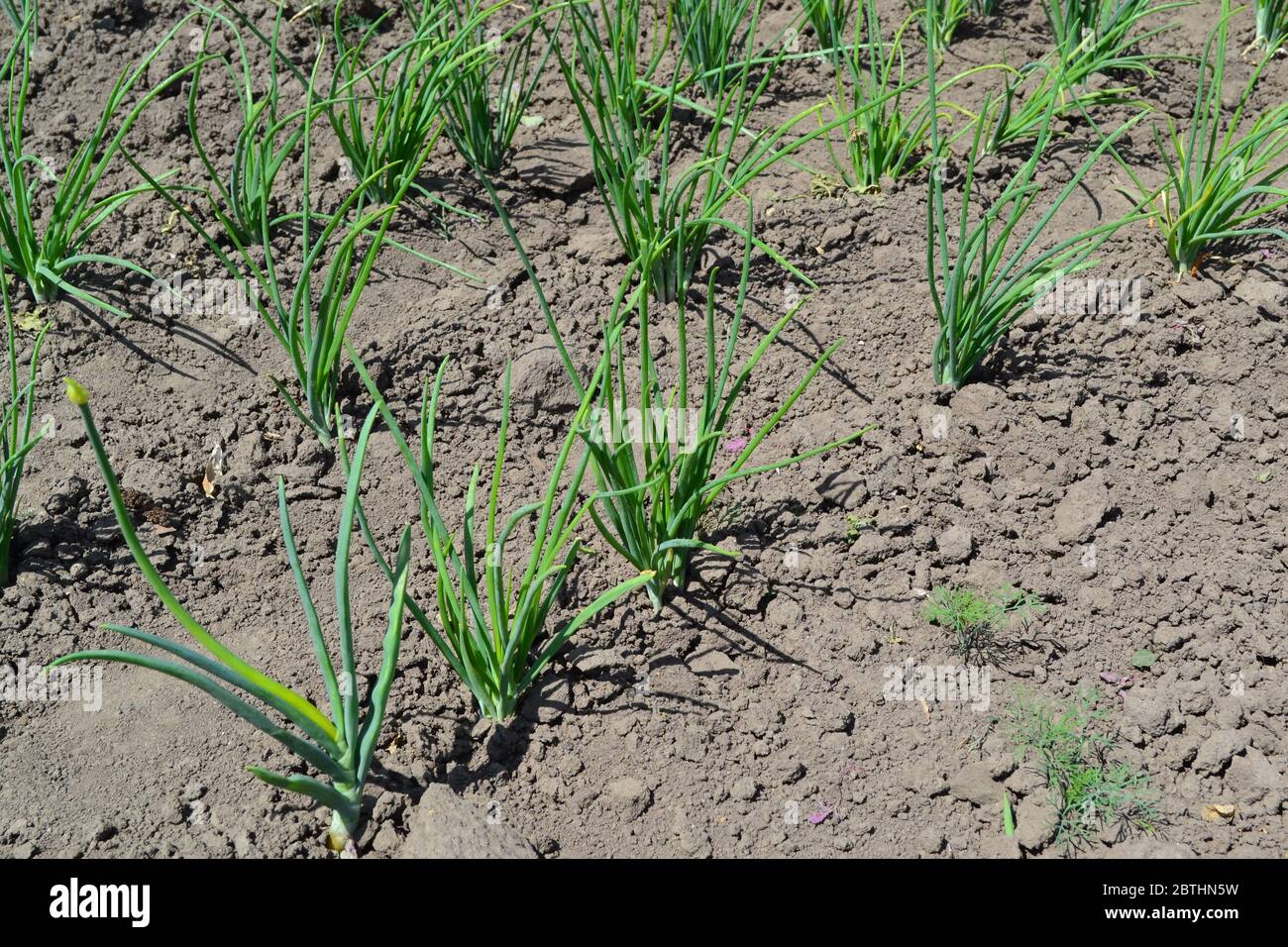 Onion bulb, green. Allium sepa. Perennial, family Alliaceae. Widespread ...