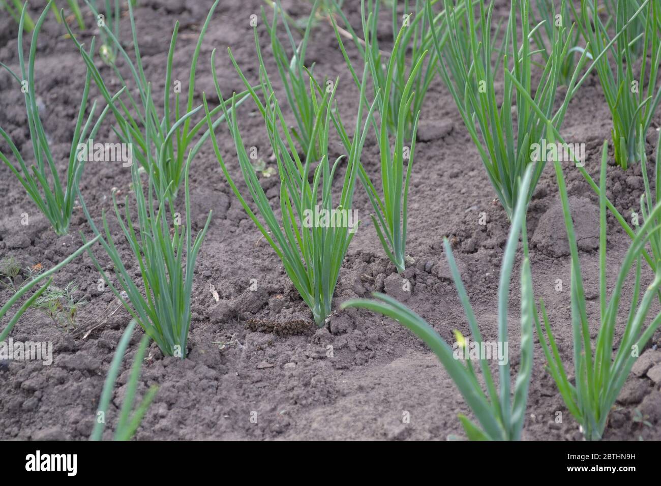 Allium sepa. Onion bulb, green sprouts on a black background. Spring ...