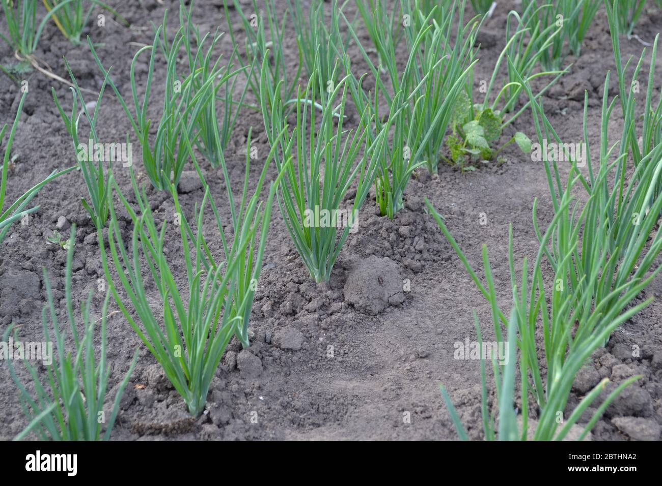 Perennial herb, family Alliaceae. Widespread vegetable culture. Onion ...