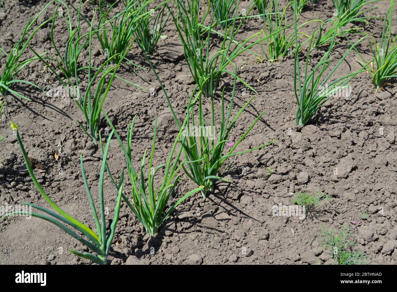 Onion bulb, green sprouts. Allium sepa. Perennial, family Alliaceae ...