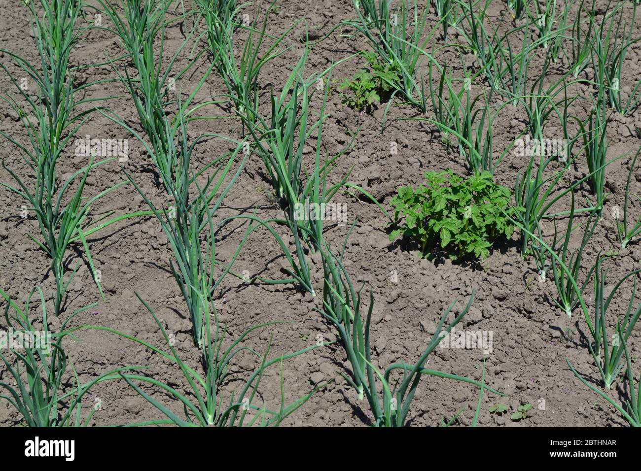 Perennial herb, family Alliaceae. Widespread vegetable culture. Onion ...