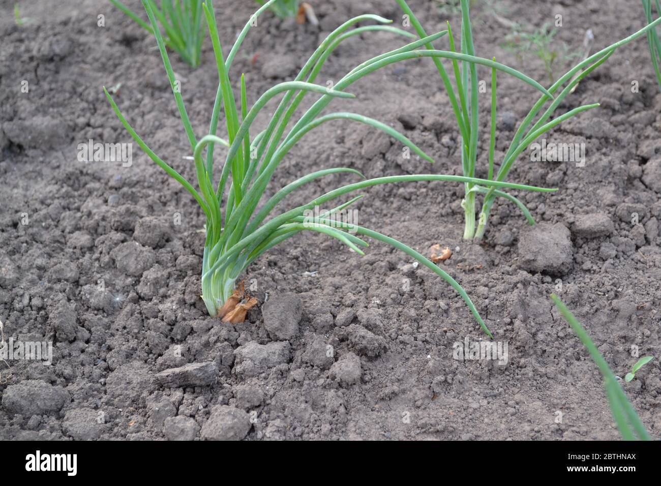 Perennial herb, family Alliaceae. Widespread vegetable culture. Onion ...