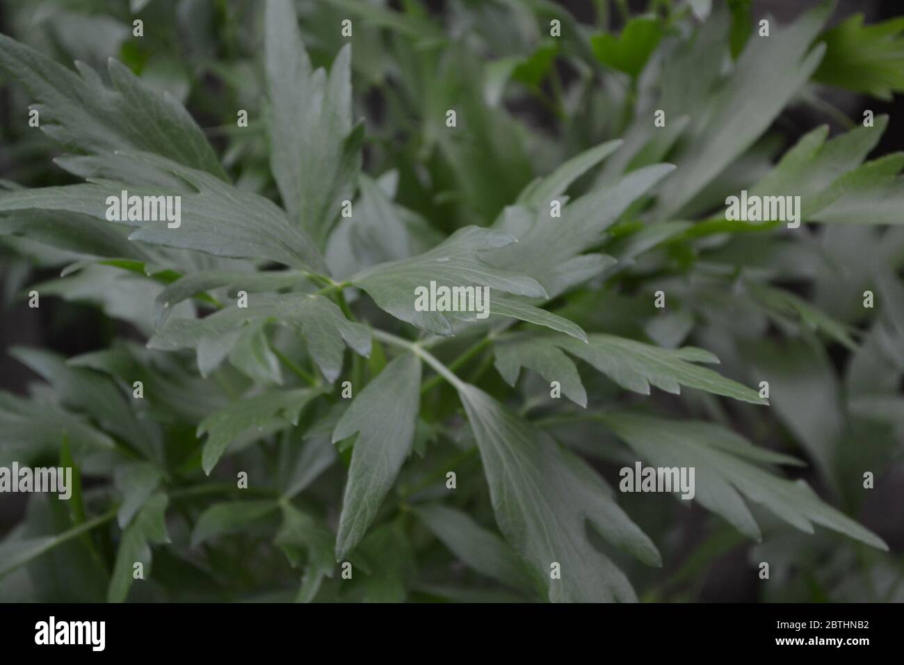 Medicinal plant. Green shiny leaves, peculiar smell. Lovage. Levisticum ...