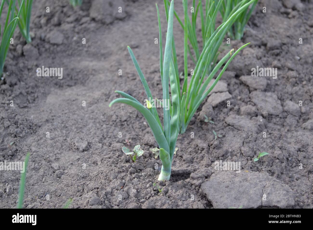 Perennial herb, family Alliaceae. Widespread vegetable culture. Onion ...