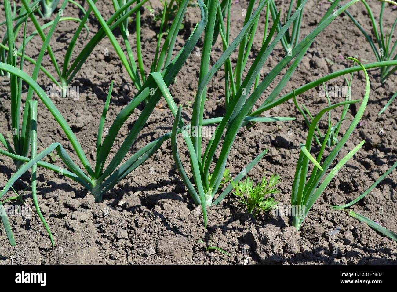 Perennial herb, family Alliaceae. Widespread vegetable culture. Onion ...