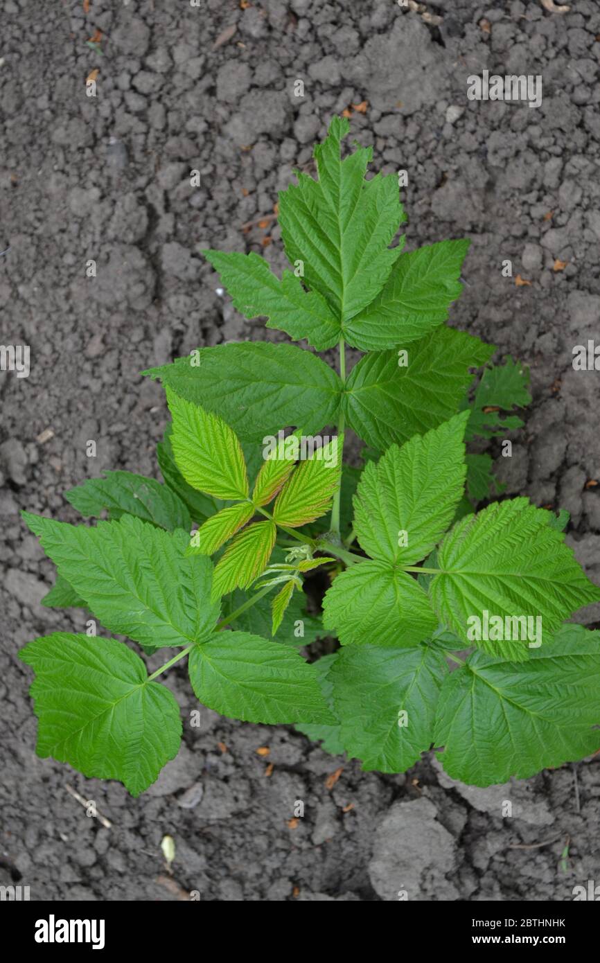 Raspberry ordinary. Gardening. Home garden, bed. Rubus idaeus, shrub, a ...