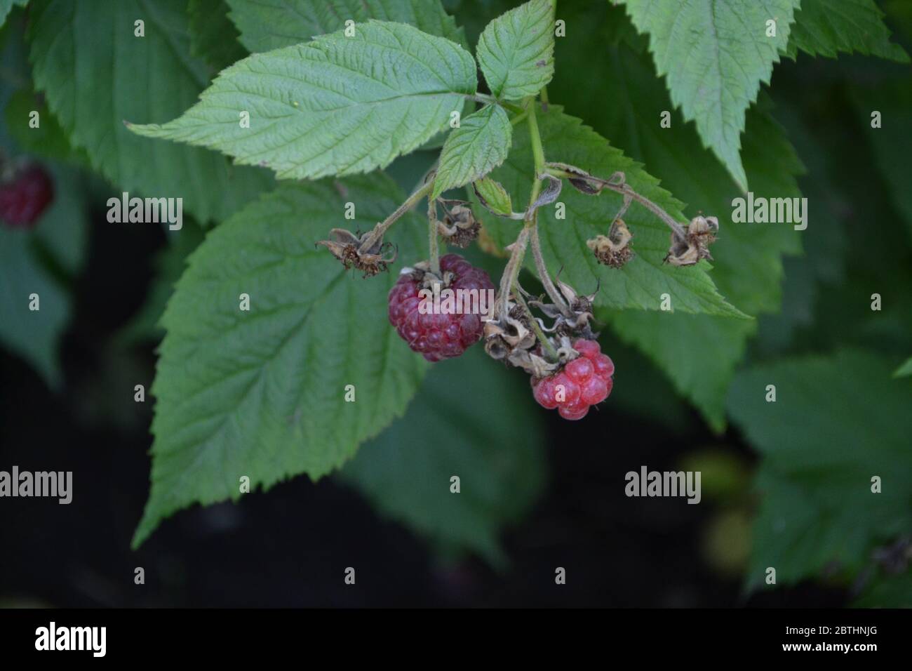 Raspberry ordinary. Rubus idaeus, shrub, a species of the Rubus genus ...