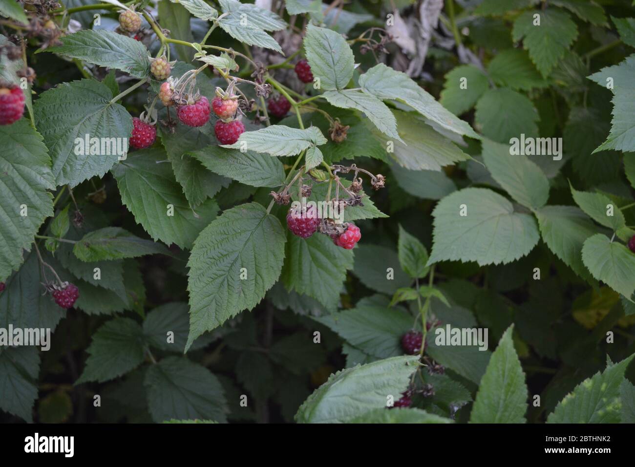 R idaeus hi-res stock photography and images - Alamy