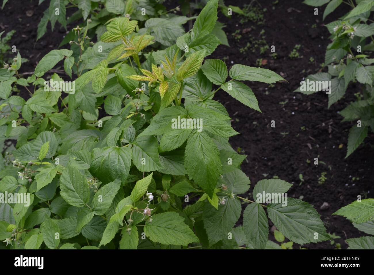 Raspberry ordinary. Rubus idaeus, shrub, a species of the Rubus genus ...
