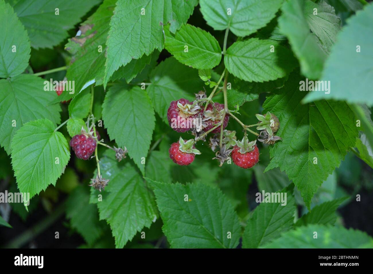 Raspberry ordinary. Rubus idaeus, shrub, a species of the Rubus genus ...