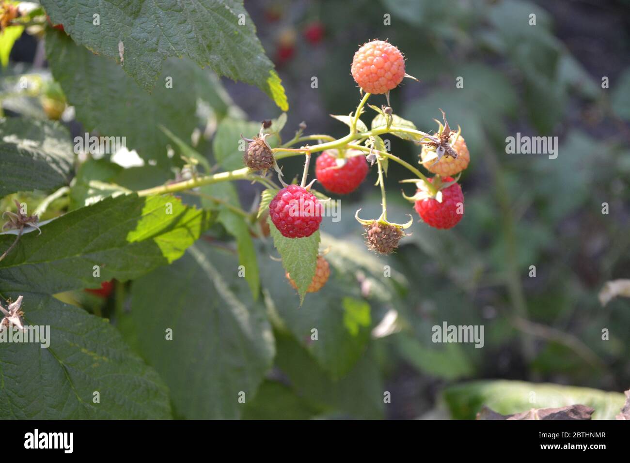 Raspberry ordinary. Rubus idaeus, shrub, a species of the Rubus genus ...