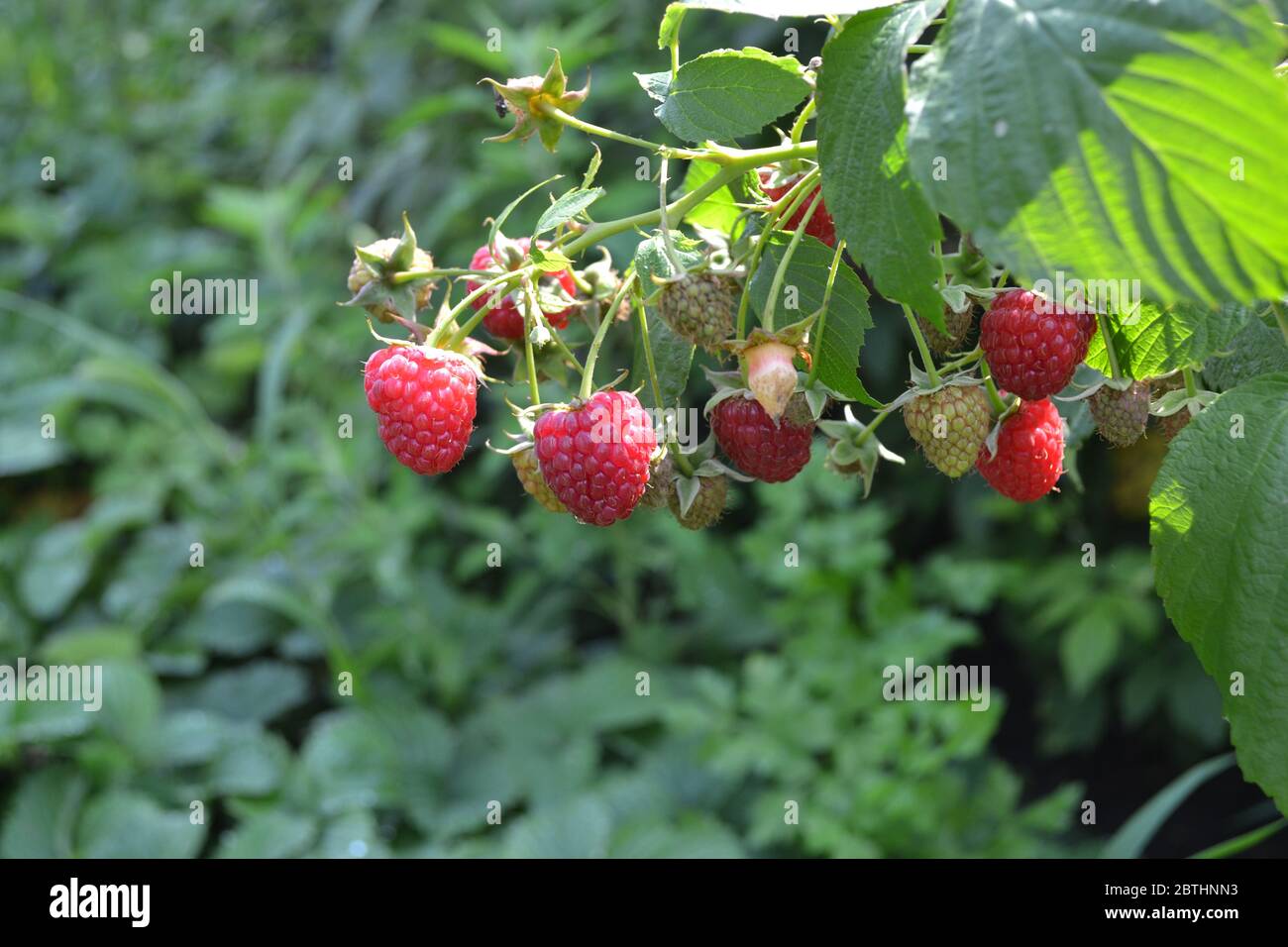 Raspberry ordinary. Rubus idaeus, shrub, a species of the Rubus genus ...