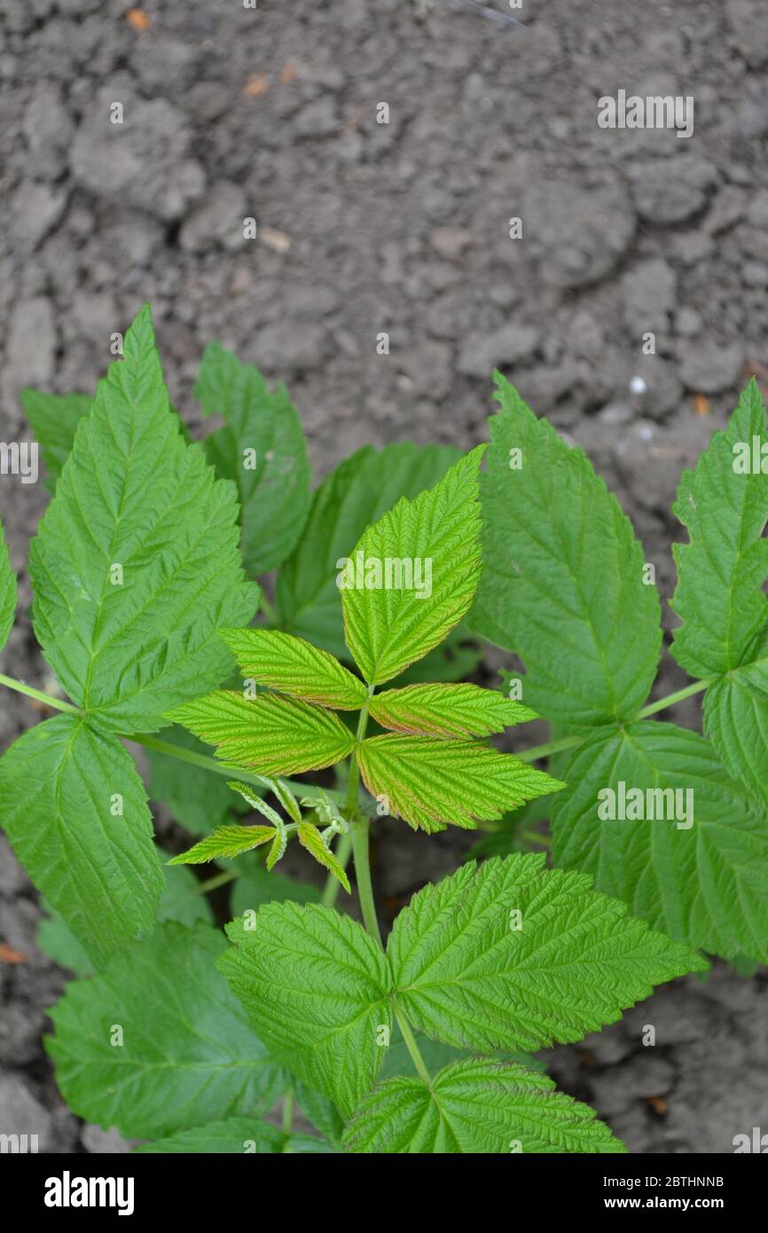 Raspberry ordinary. Rubus idaeus, shrub, a species of the Rubus genus ...