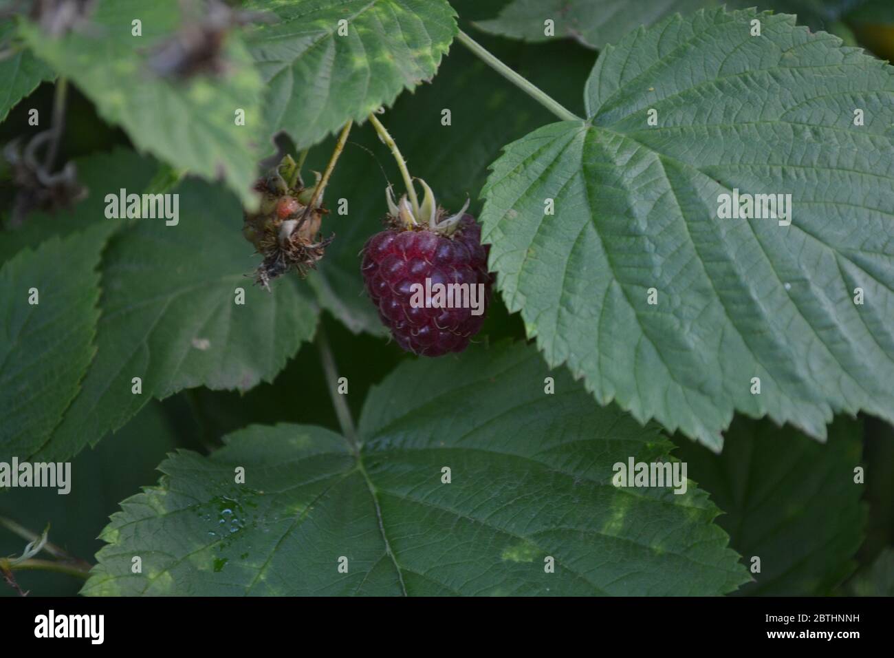 Raspberry. Rubus idaeus, shrub, a species of the Rubus genus of the ...